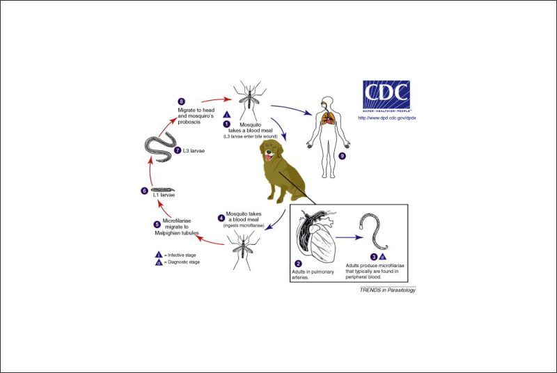 Heartworm Life Cycle in Dog’s and Humans - Mountain View Animal Hospital