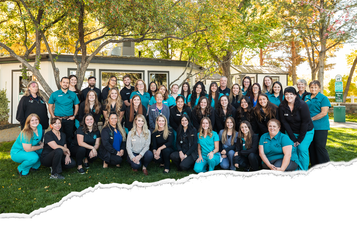 Team - Vet in Reno | Mountain View Animal Hospital