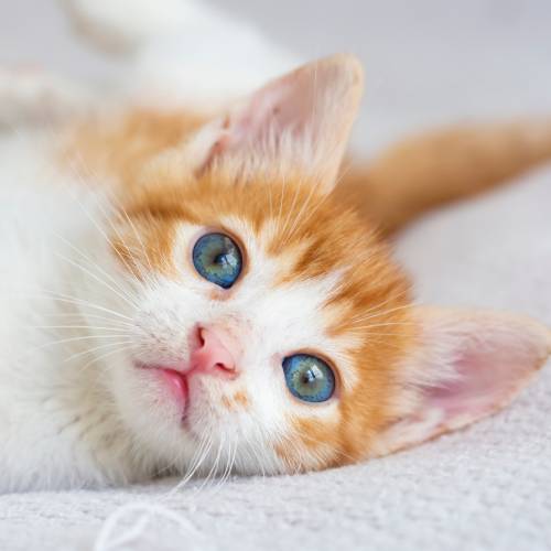 Minor and Major Autohemotherapy for Pets in Reno, NV | Mountain View ...