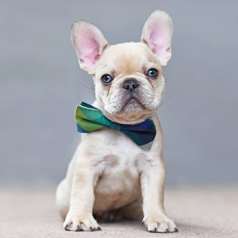 Autohemotherapy in Reno, NV | Mountain View Animal Hospital